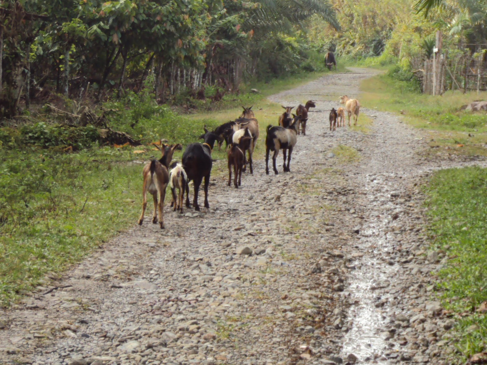 BELANG BELANG: Kawanan Kambing Kacang (A Flock of Kacang Goats)