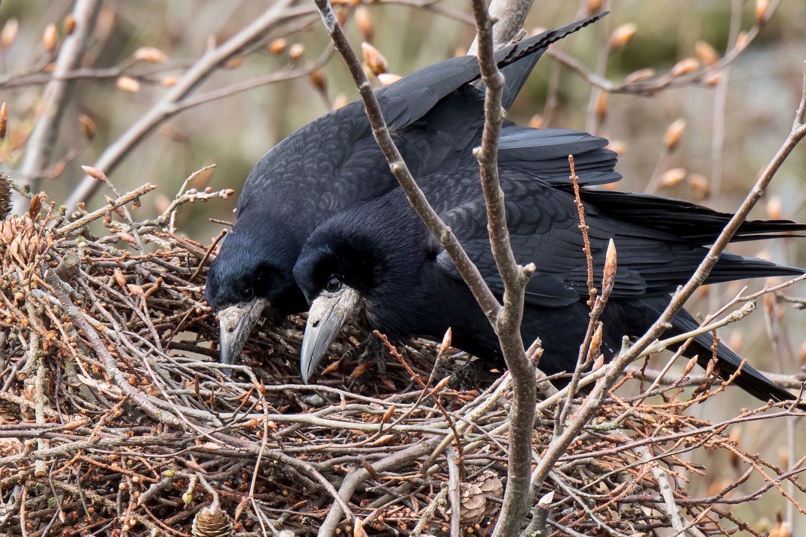 Snatur-bloggen: Svendborgs Råger optalt i 2017.