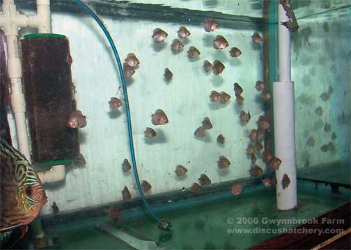 Discus: Red Turqouise Discus Pair With Discus Fry