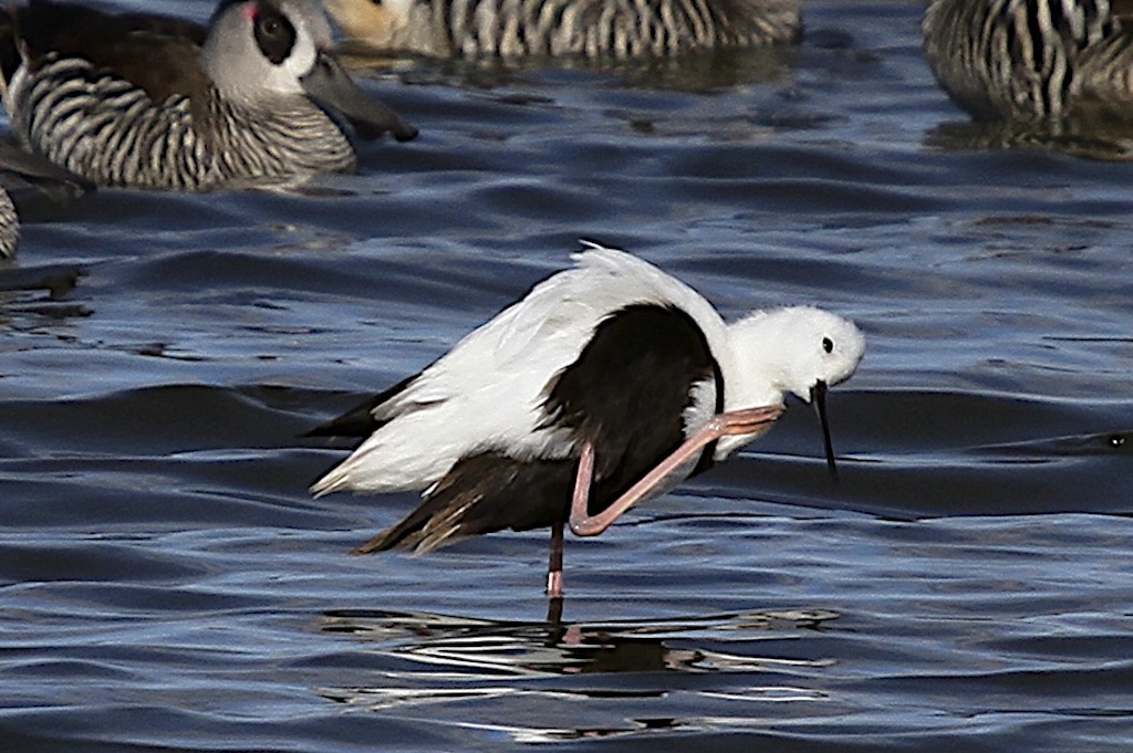Jennifer Spry's Birding Blog: Banded Stilt Courtship Plumage at WTP ...