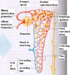 AP Biology: BOW Nephrons