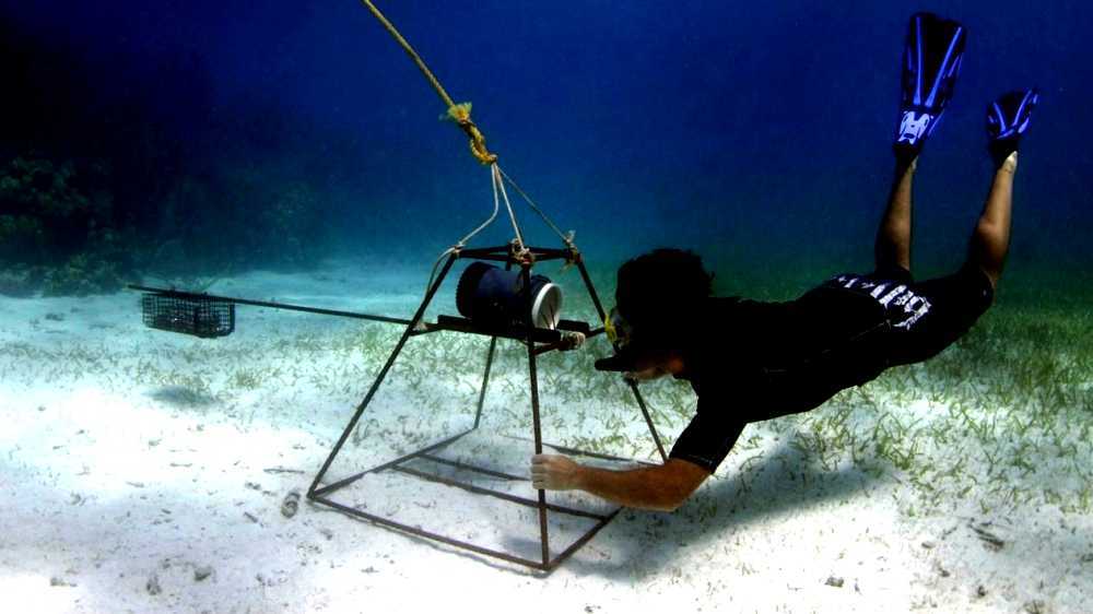 Baited remote underwater video