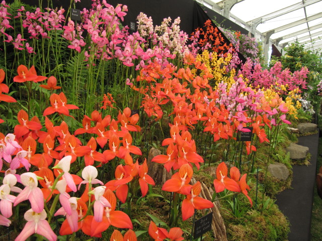 Disa orchid care and culture | Travaldo's blog