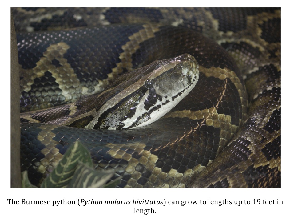 Texas Cryptid Hunter: Burmese Pythons Rapidly Devouring the Mammals of ...