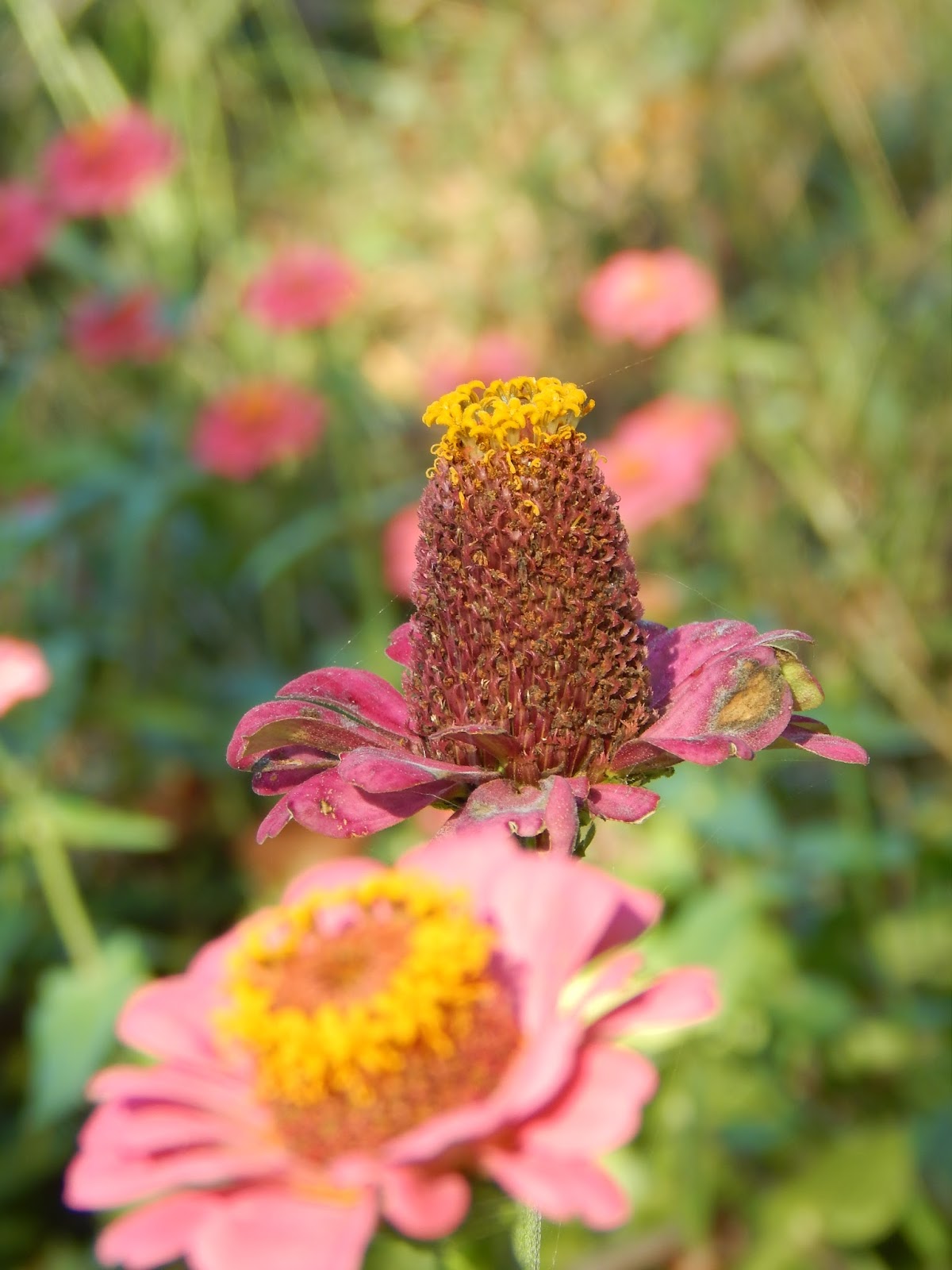 Thoughts from Frank and Fern: Musings From the Farm