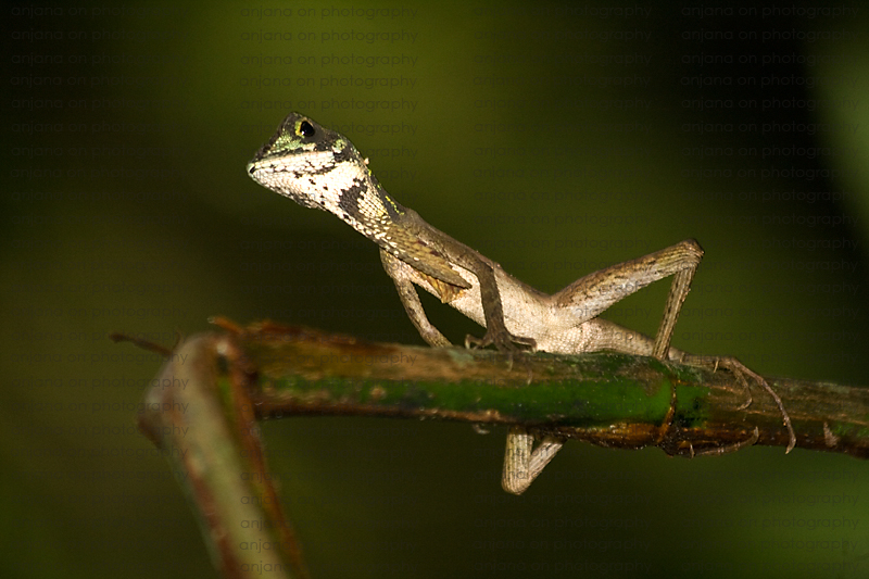 Super Katussa - Walk in Paradise (Island of Sri Lanka)