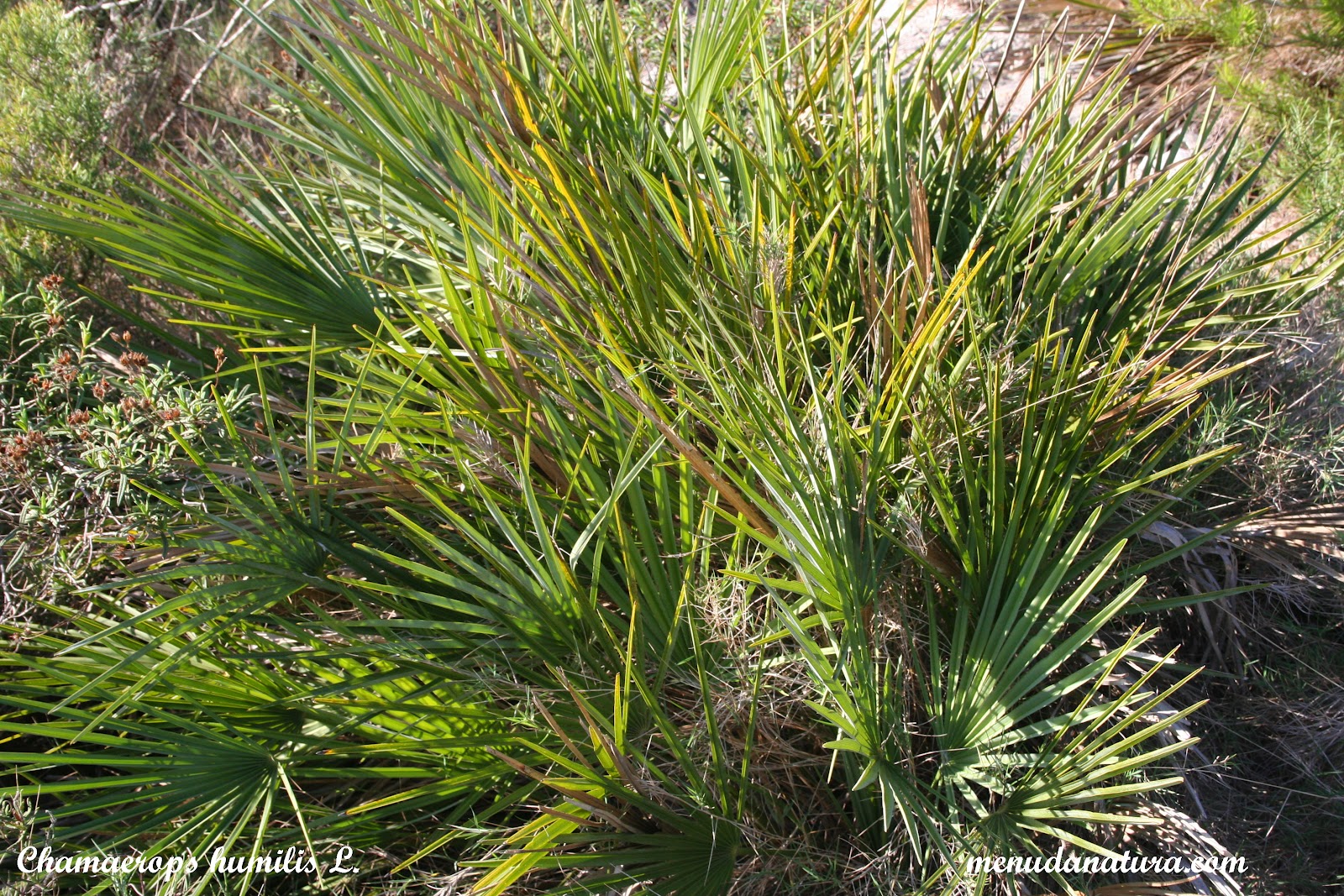 Menuda Natura: Chamaerops humilis L.
