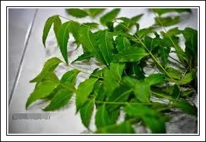 Khasiat Tumbuhan - Perubatan: Mambu/Neem