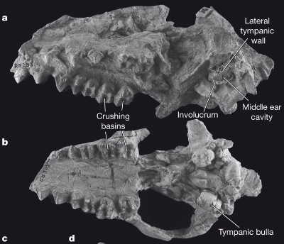 Escenarios prehistóricos: Indohyus