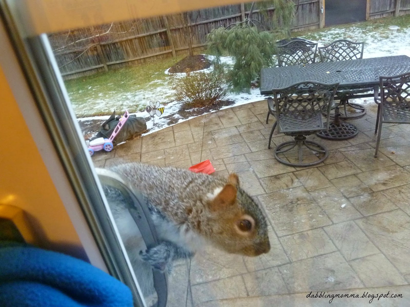 Dabblingmomma: The Secret Life of Squirrels Book and Activities