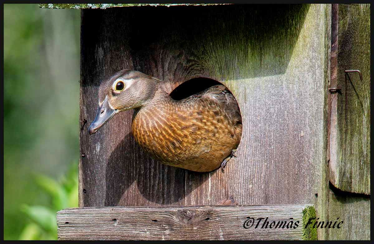 Thomas Finnie Photography