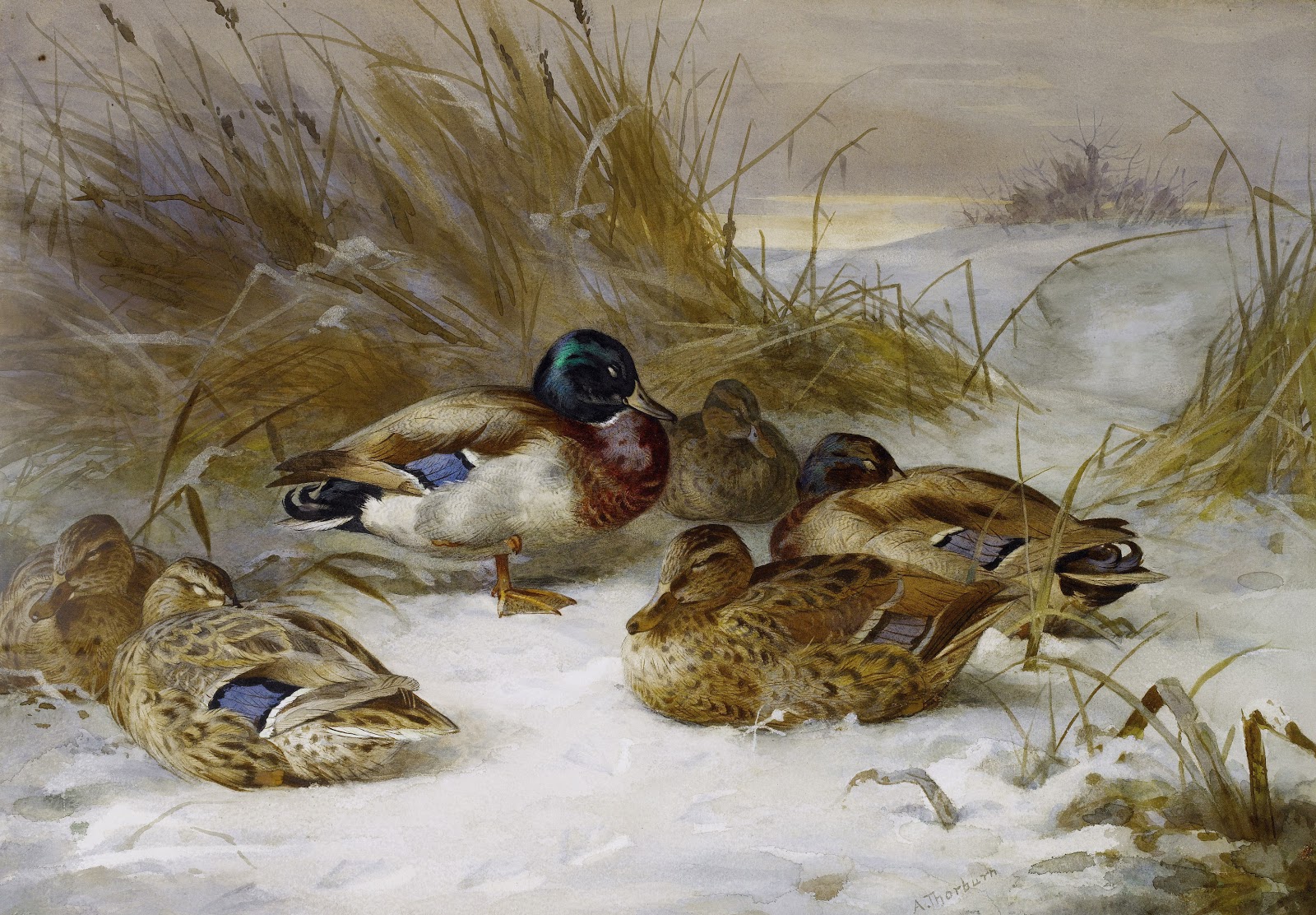 Archibald Thorburn | Naturalism wildlife painter | Tutt'Art@ | Pittura ...