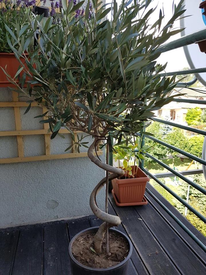 7 kwiatów: Oliwka europejska - uprawa i pielęgnacja