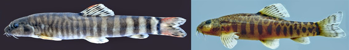 The Esteemed Fishes of Manipur