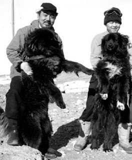 Famous Dogs in History: Taro and Jiro: Antarctica's Survivors