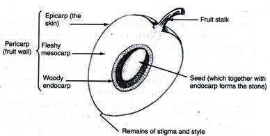 MANGO TREES: Morphology of mango fruit