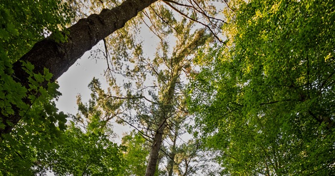 The AC is On: Gillies Grove