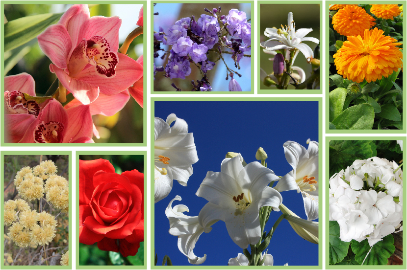 EXTRAORDINARIOS BENEFICIOS QUE TIENEN ESTAS HERMOSAS FLORES PARA TU ...