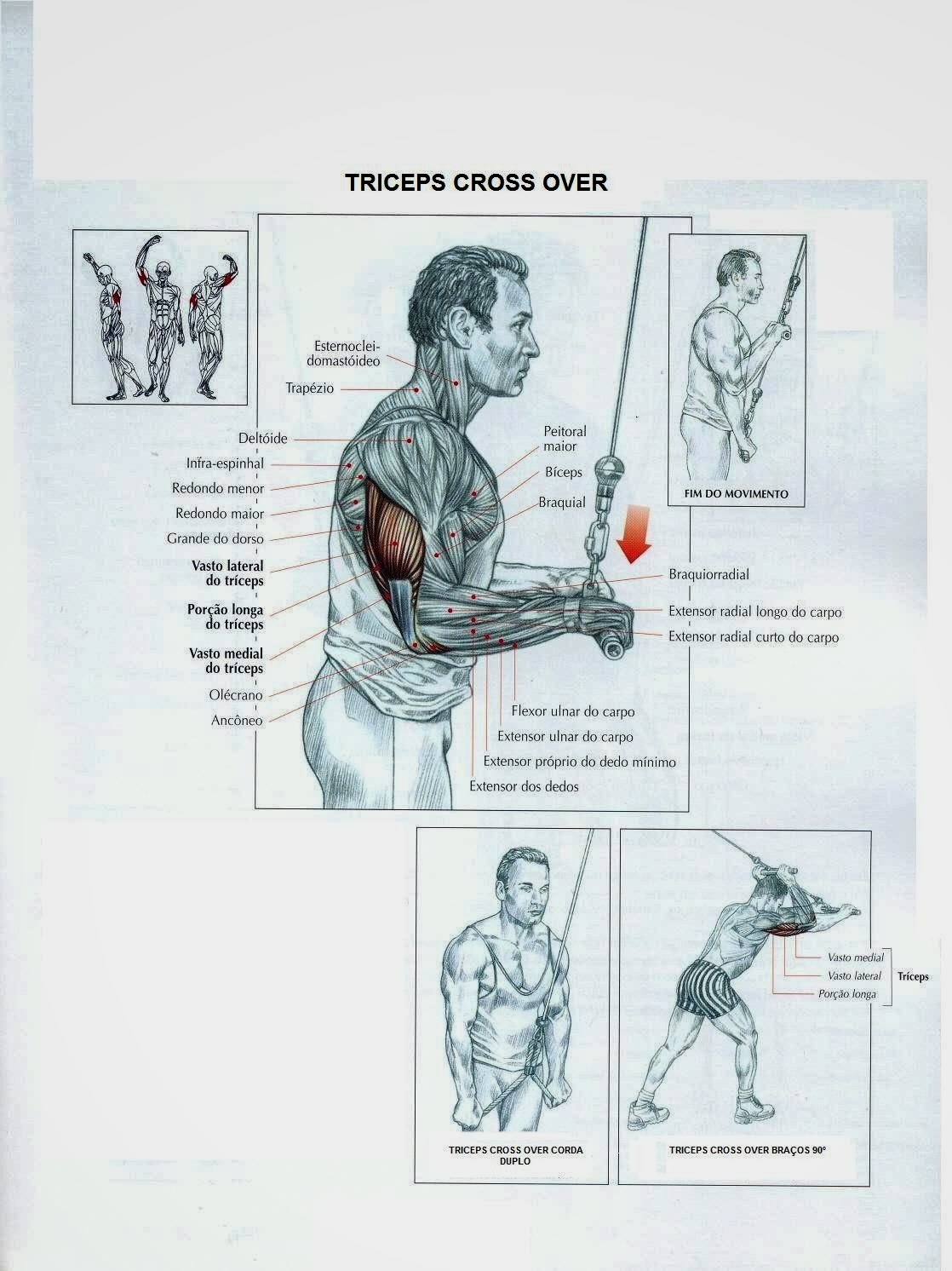 Jeff Trainning: GRUPOS MUSCULARES TRICEPS