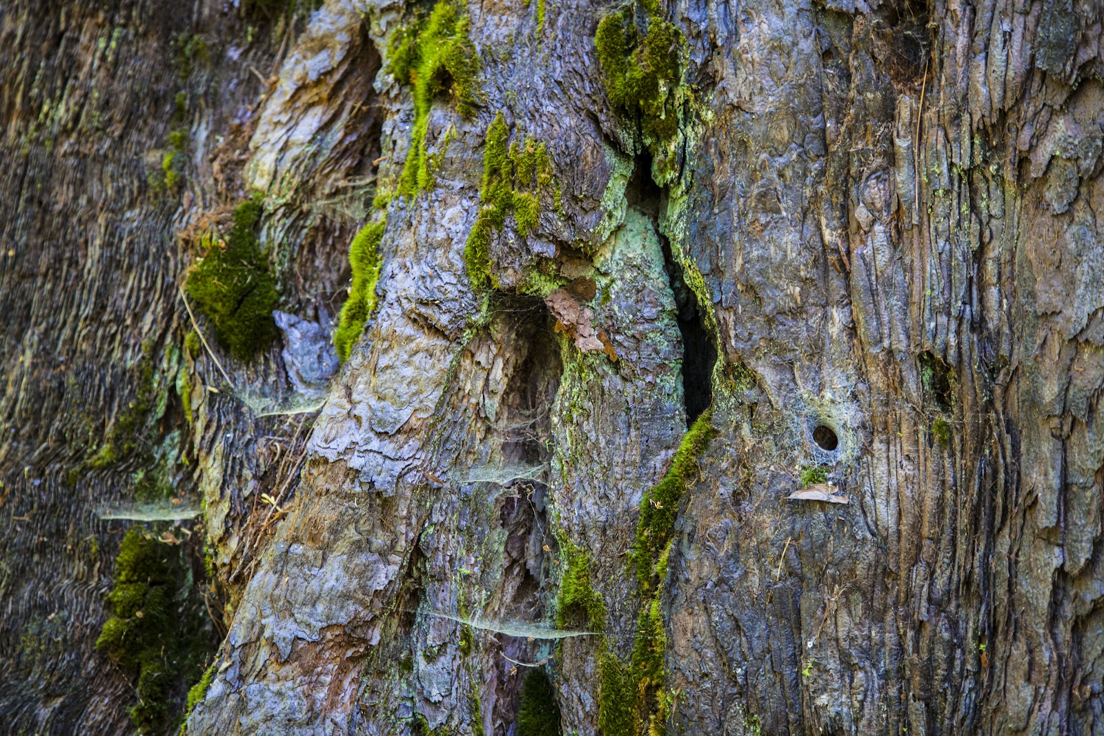 Walking Arizona: Spider Tree Bark
