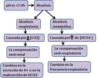 Ciencias en el CIC: ACIDOSIS Y ALCALOSIS