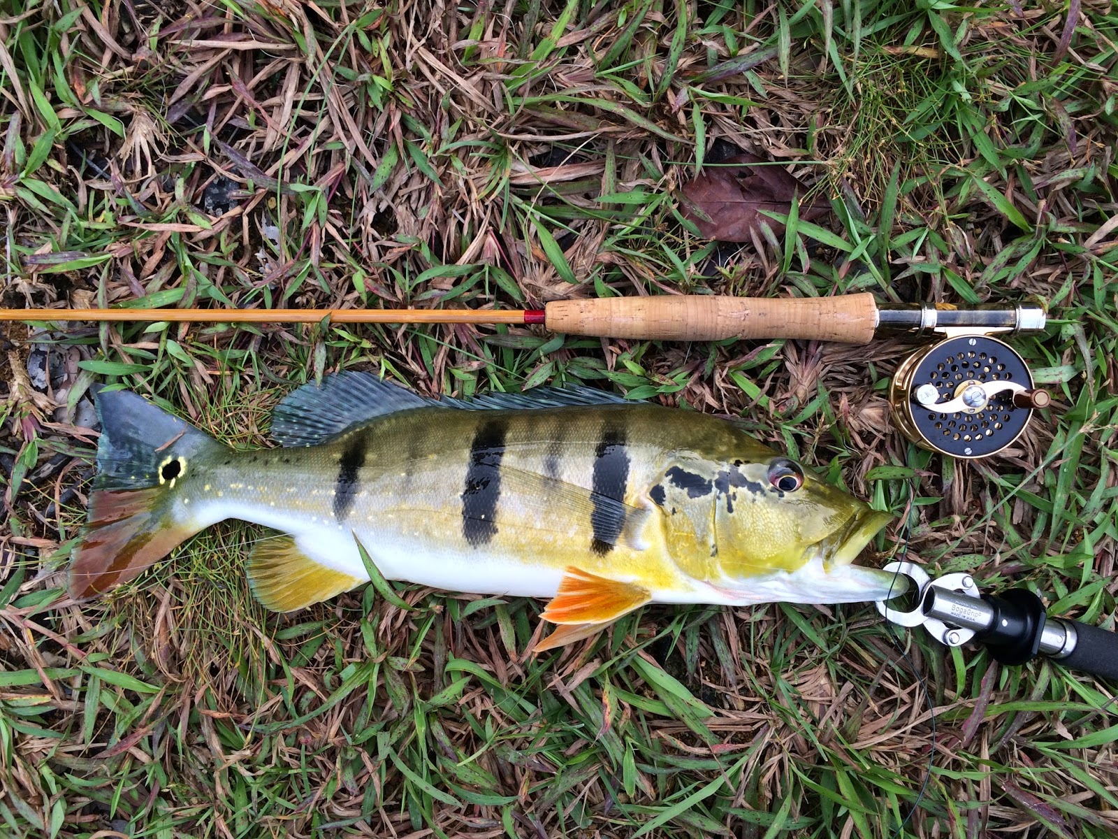 Fly Fishing Journal: Ugly Flies