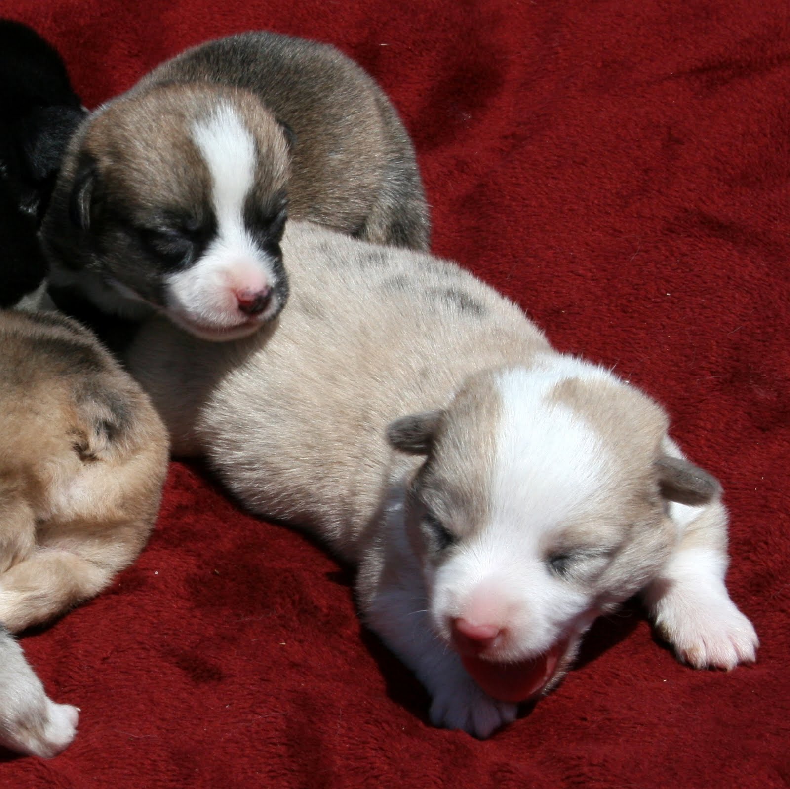 Little Augies: Augie puppies are here!!