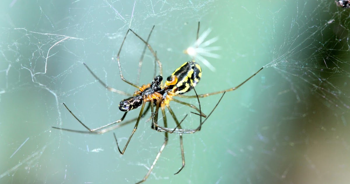 Mon coeur au Sud: reproduction des araignées