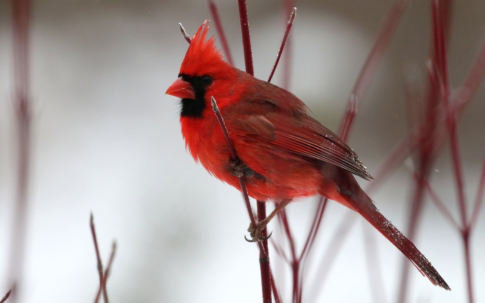 Reflections: Ada Hayden Heritage Park: Jan 30, 2019: Cardinal on Red on ...