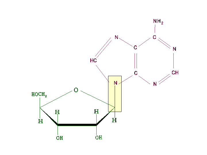 Enlace N-glucosídico