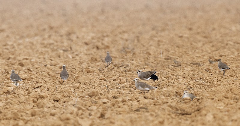 Yoav Perlman - birding, science, conservation, photography: The biggest dip