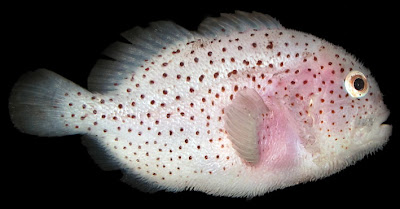 Fish Index: Spotted Coral Croucher (Caracanthus maculatus)