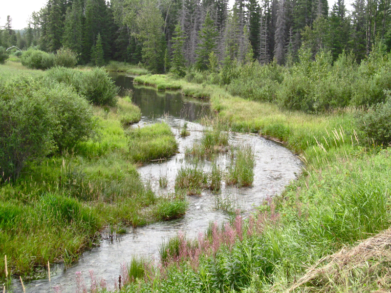 Central Alberta Fly Tying Club: Habitat Work on the North Raven River