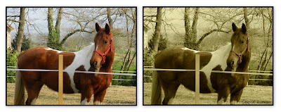 Cheval évasion: La vue chez le cheval