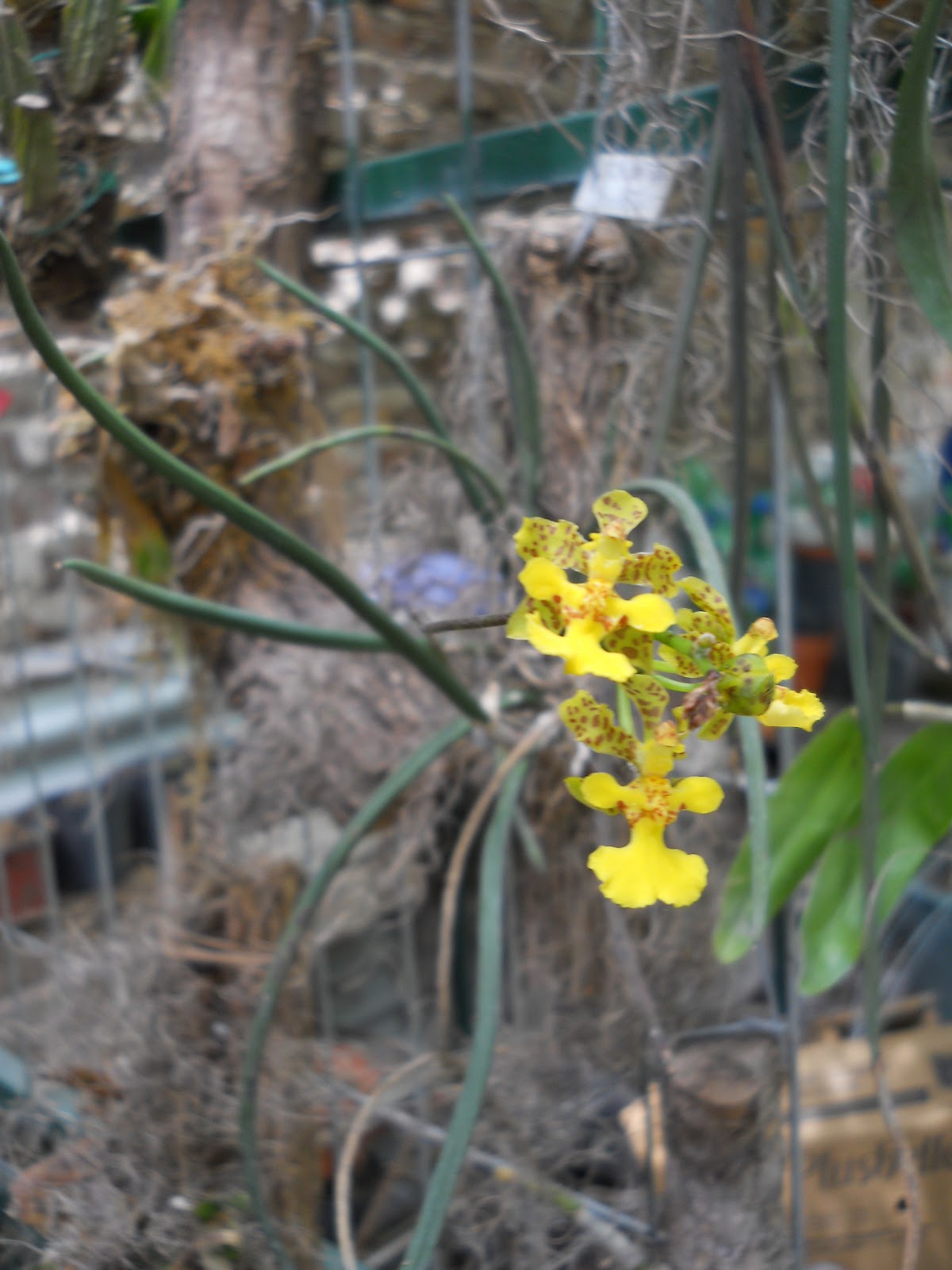 MI JARDÍN: TRICHOCENTRUM CEBOLLETA