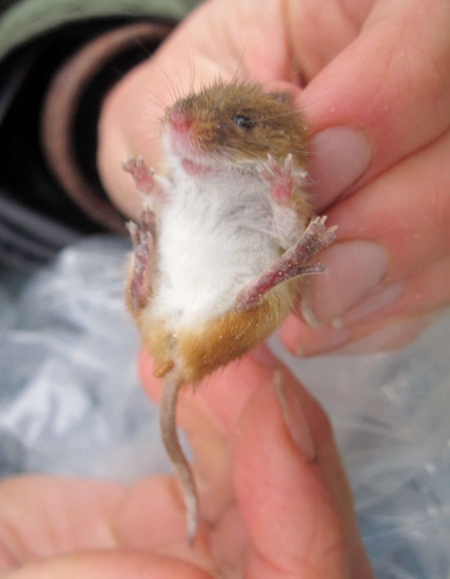 Biodiversity Gatwick: Searching for the Micro-mouse