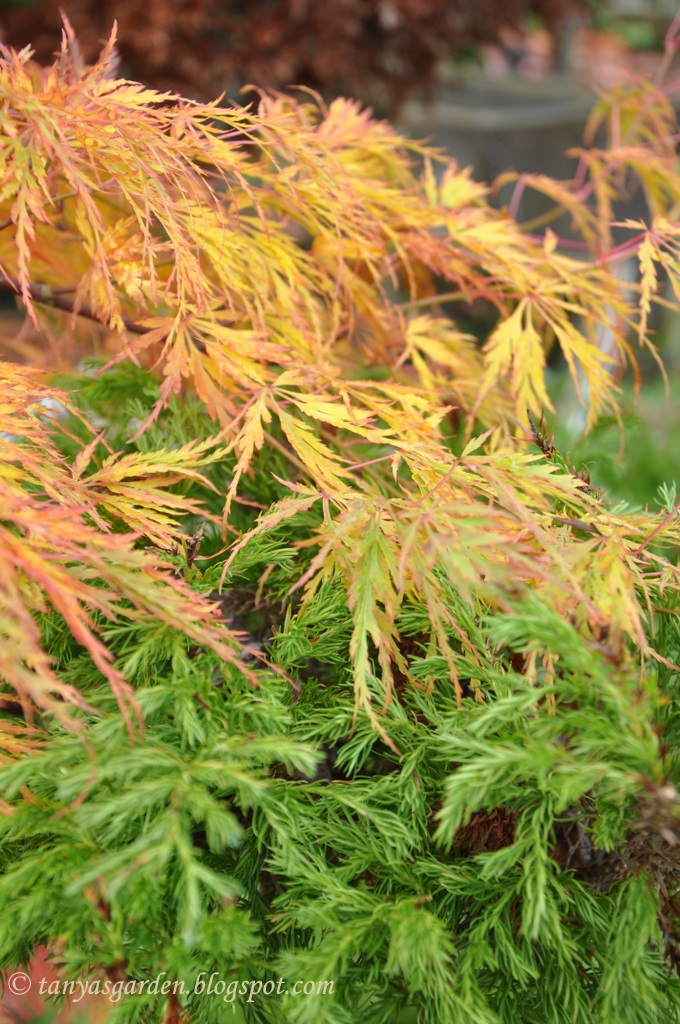 MySecretGarden: Japanese Maples. Picture Gallery