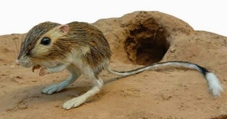 Las ratas canguros, roedores que no beben nunca - Biología