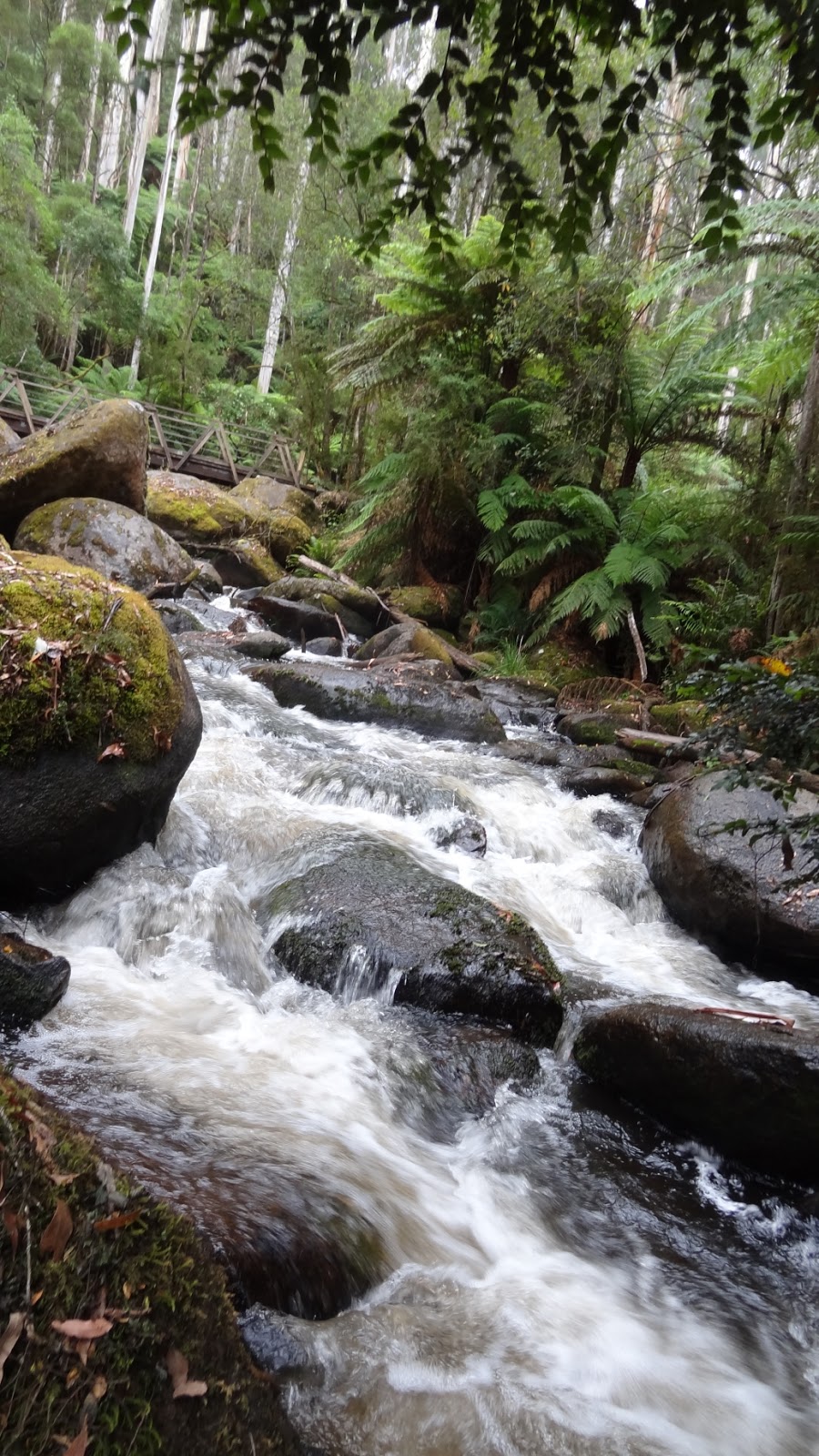 Back To Nature:: Toorongo Falls - Baw Baw NP - VIC