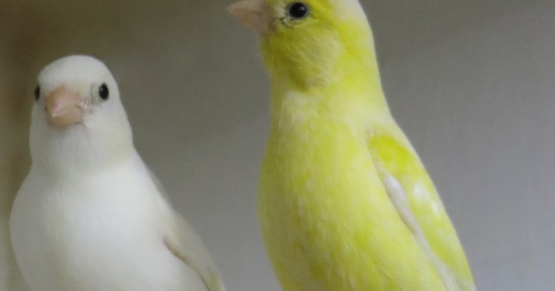 Canary Tales: Irish Fancy Brood Patch Part 2 Hen Whose Ready When I'am Not!