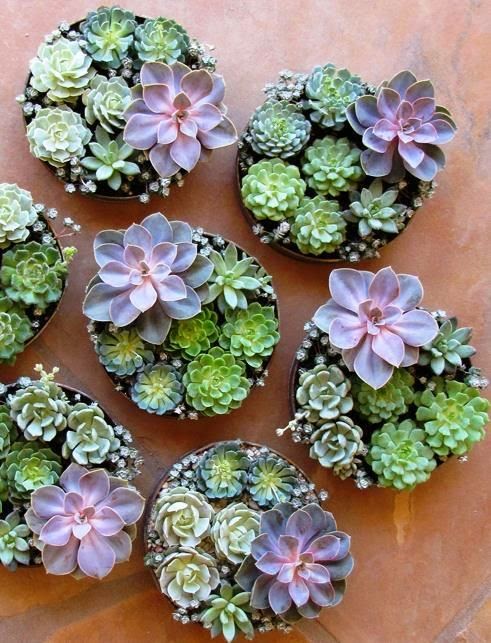 Pretty Succulent Arrangements