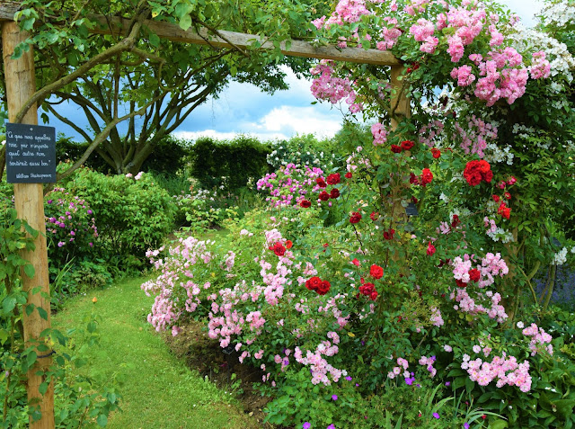 Promesse de roses: Une renaissance : la roseraie de Morailles (45)