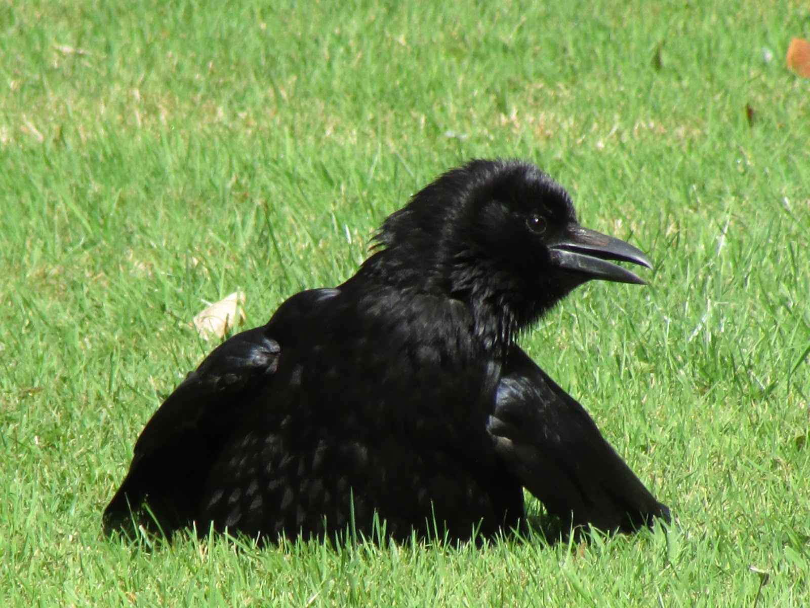 The Rattling Crow: Sunbathing Carrion Crow