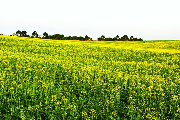 AGRICULTURA NO BRASIL: Cultura da Canola (Colza) - Resumo
