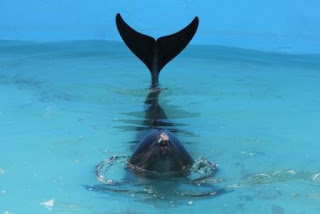 RINCON DEL CACIQUE: VARAMIENTO DE FALSA ORCA, Pseudorca crassidens ...