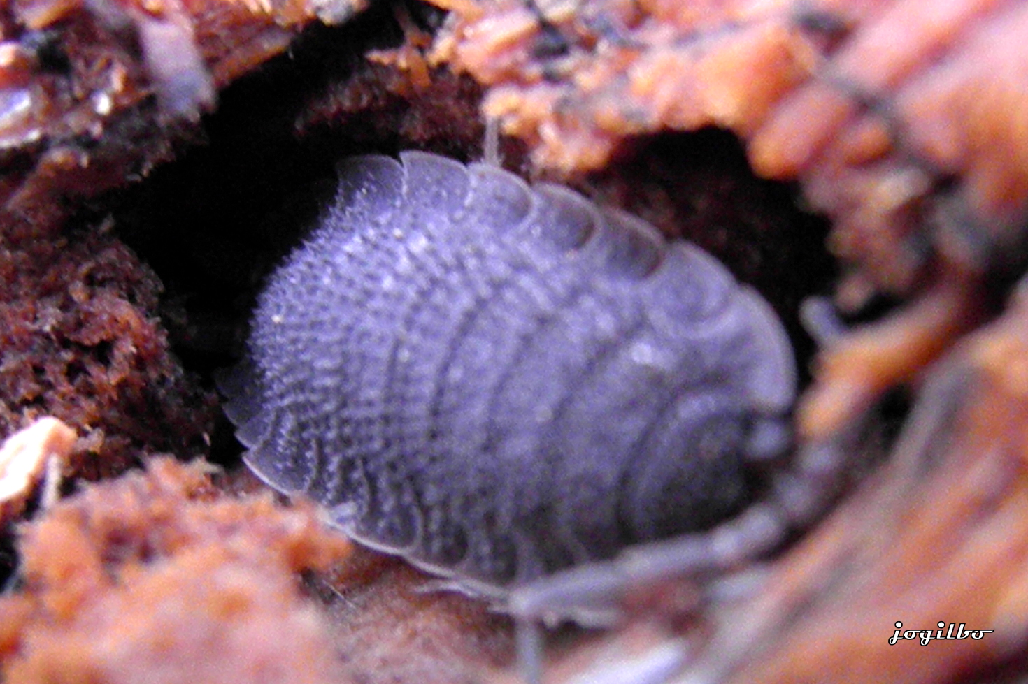 O melhor Alentejo do Mundo: Bicho de Conta