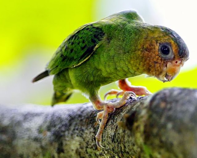 6 Jenis Burung Nuri Asli Indonesia yang Bercorak Indah - Budgie Bird