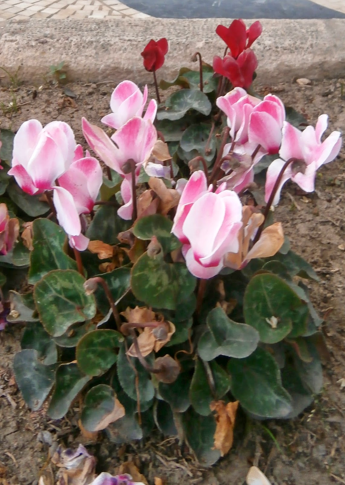 HERBARIO VIRTUAL DE BANYERES DE MARIOLA Y ALICANTE: Cyclamen persicum ...