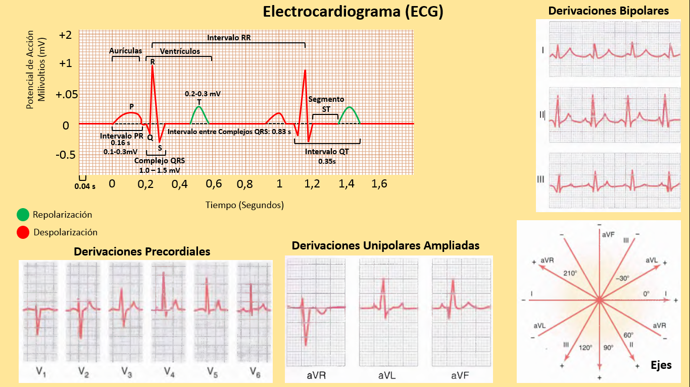 Fisiología Médica: Corazón: Electrocardiograma (ECG)