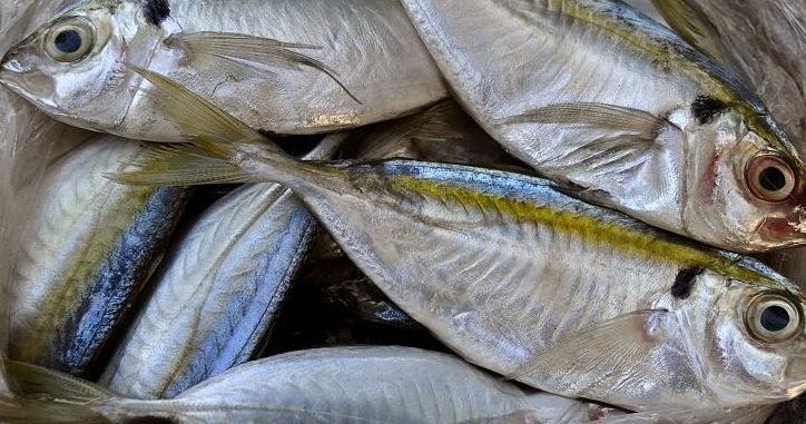 Inilah 16+ Gambar Ikan Segar